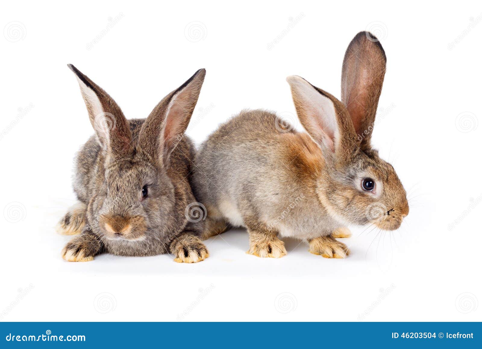 Rabbits Sitting In A Basket Royalty-Free Stock Photography ...
