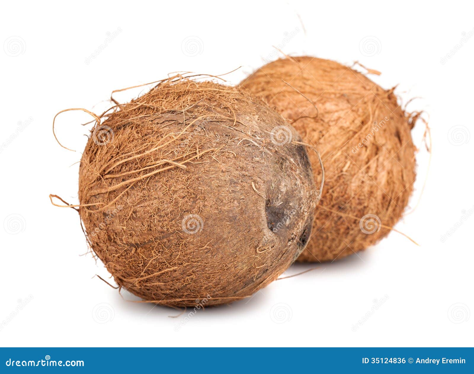 Two brown ripe coconut stock photo. Image of ingredient - 35124836