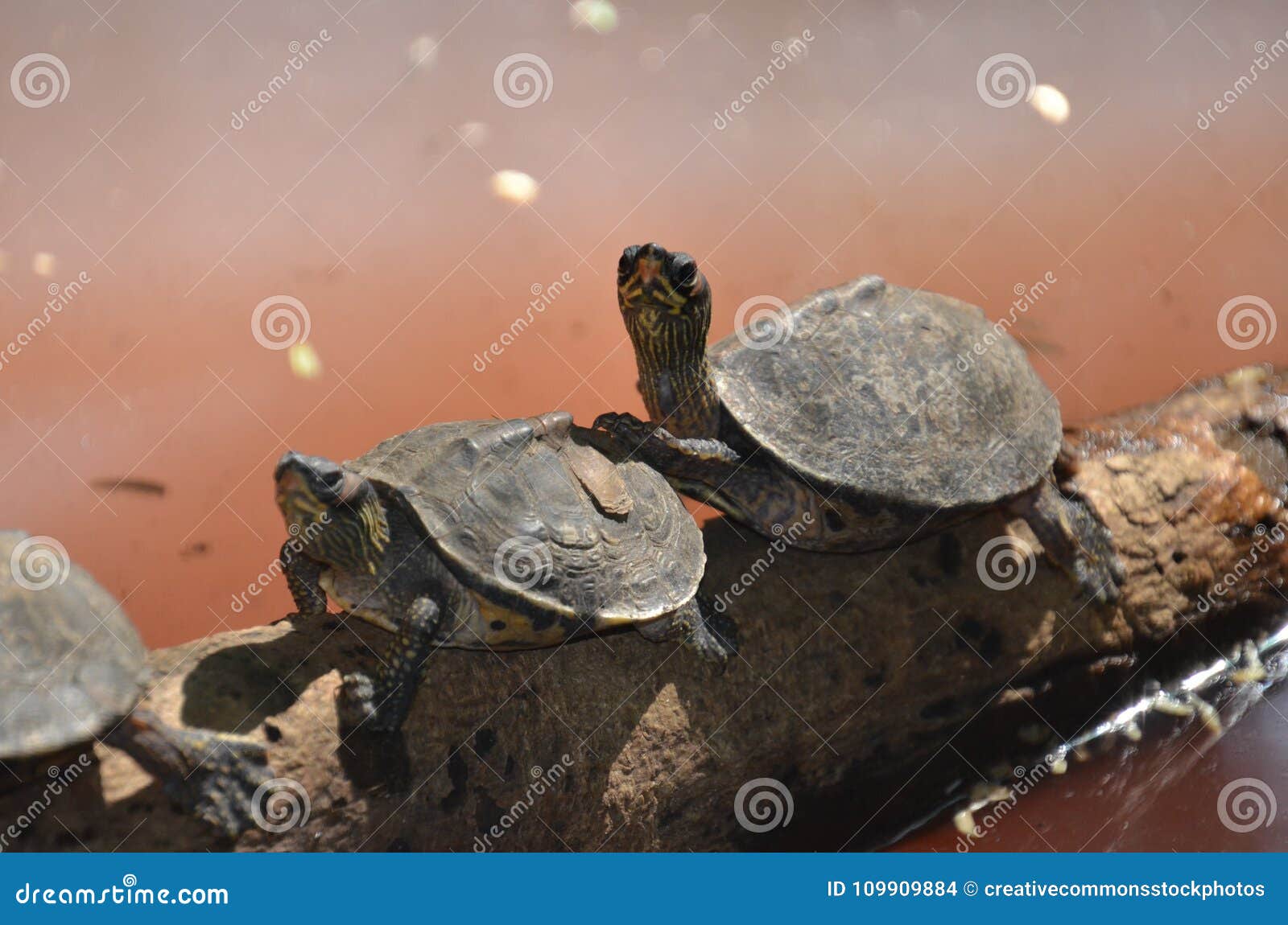 Two Brown Sea Turtle On Tree Branch Picture. Image: 109909884