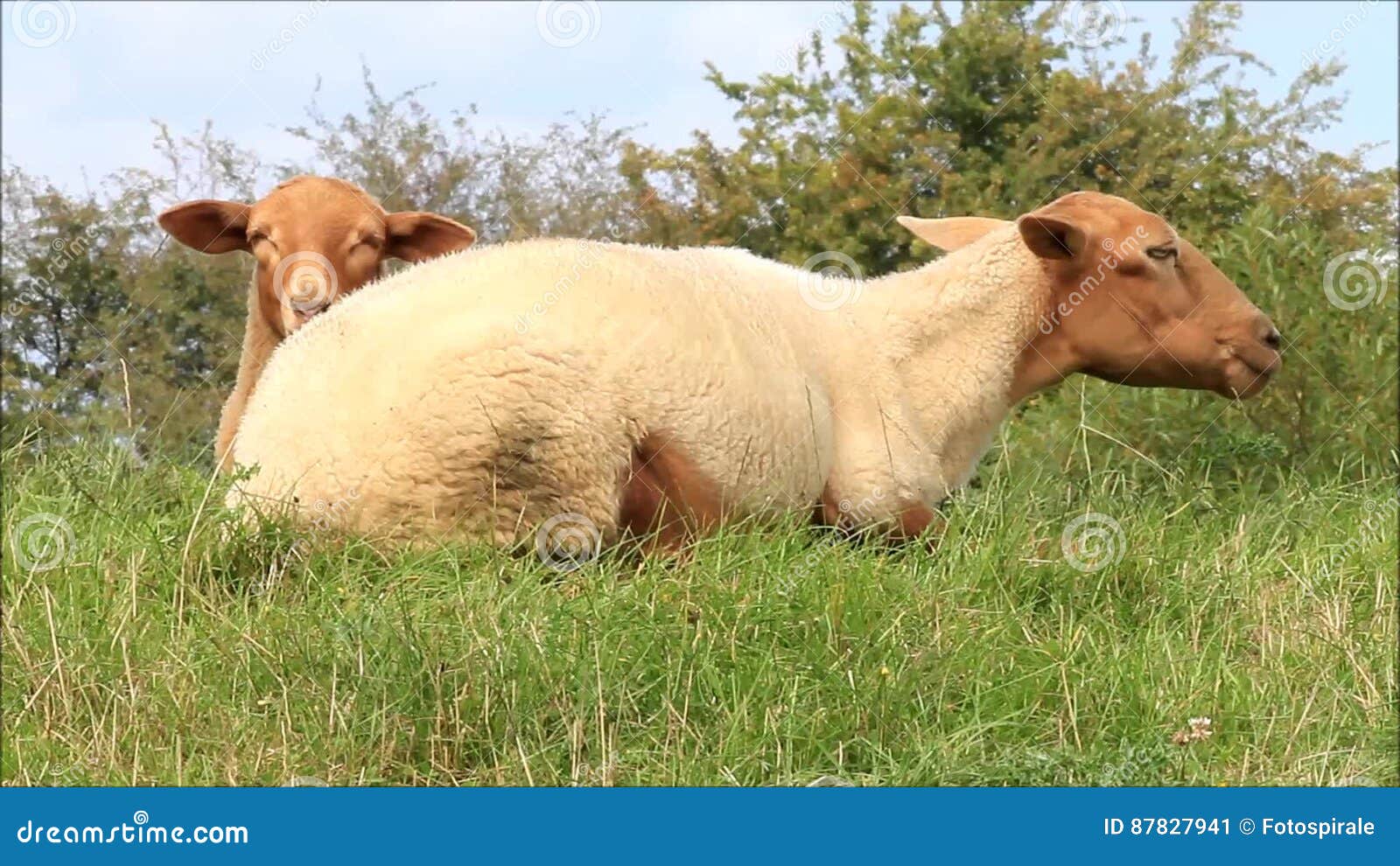 Two Brown Sheep Lying and Ruminating on Meadow Stock Video - Video of ...