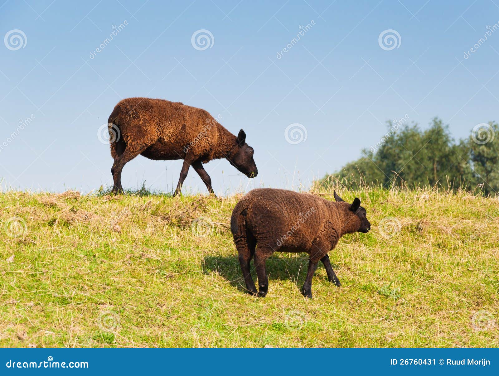 Two Brown Sheep with a Thick and Warm Coat Stock Image - Image of ...