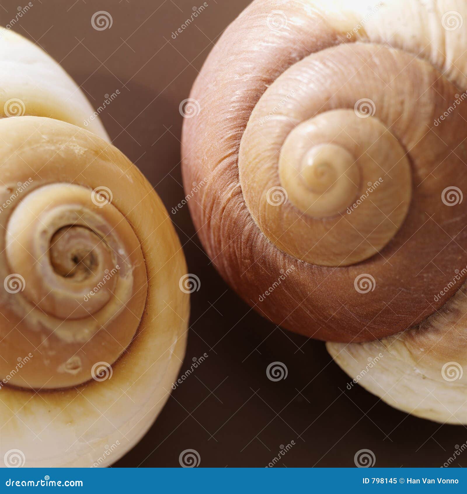 Two brown shells stock image. Image of collect, shells - 798145