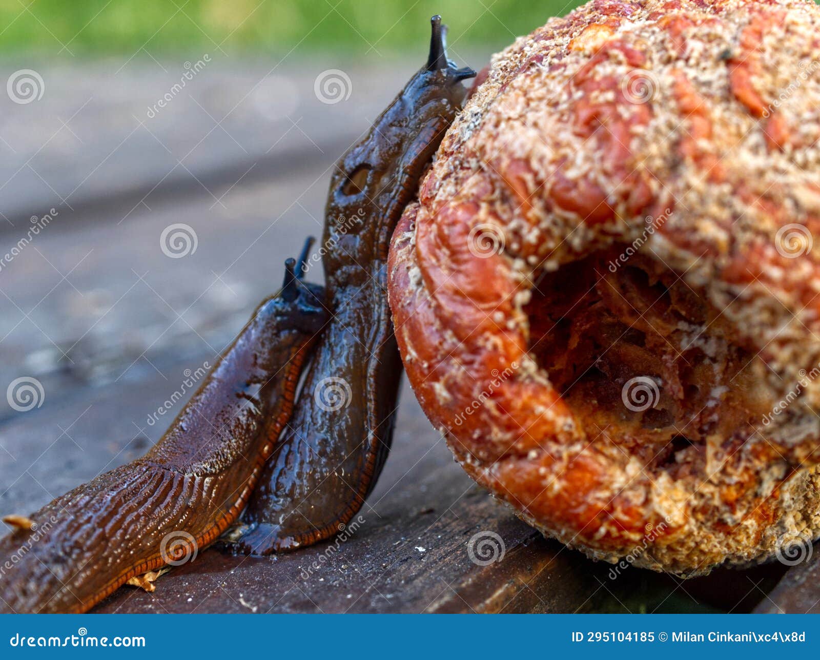 Two brown slugs stock image. Image of eating, rotten - 295104185
