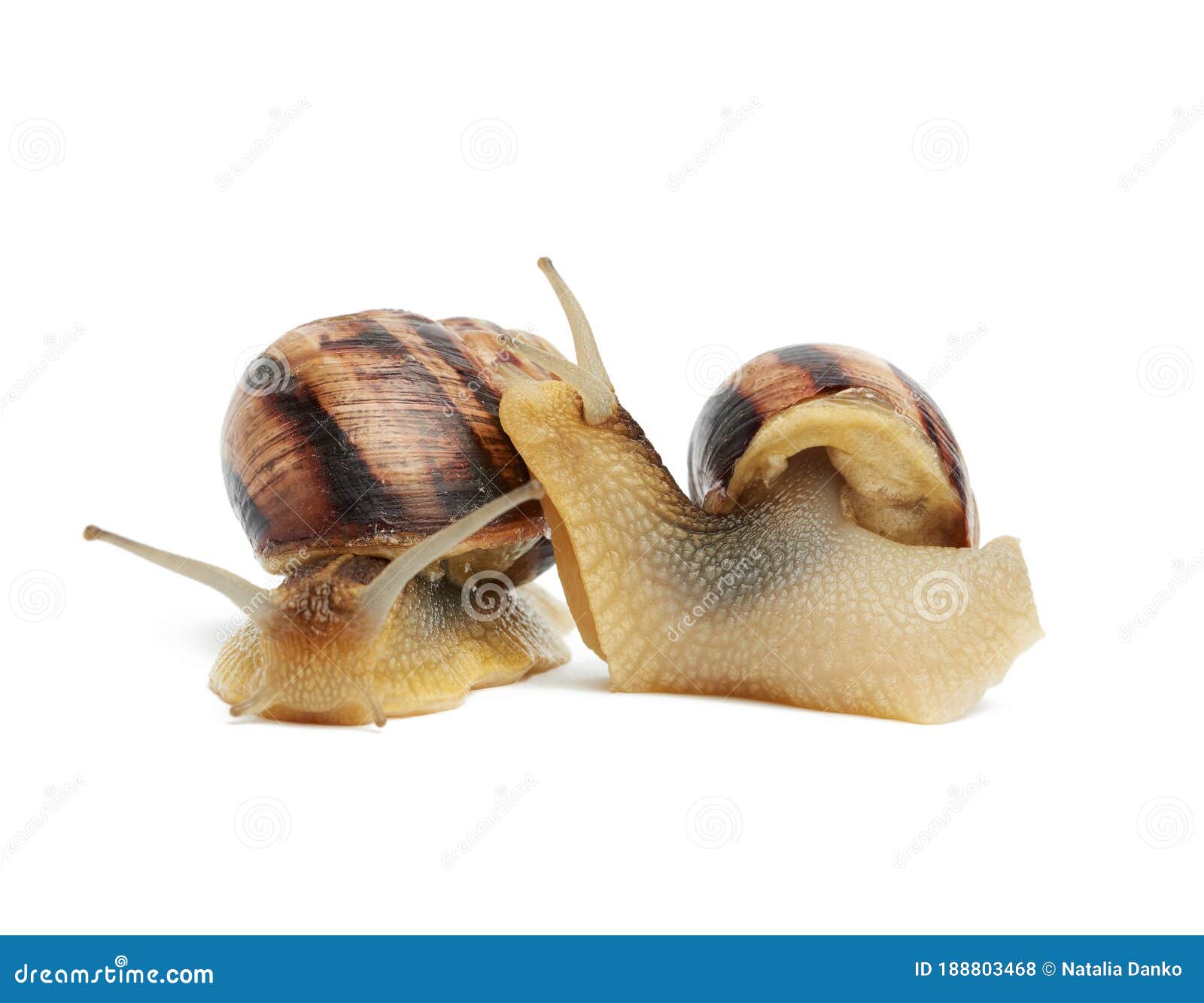 Two Brown Snails Isolated on White Background, Side View and Front View ...