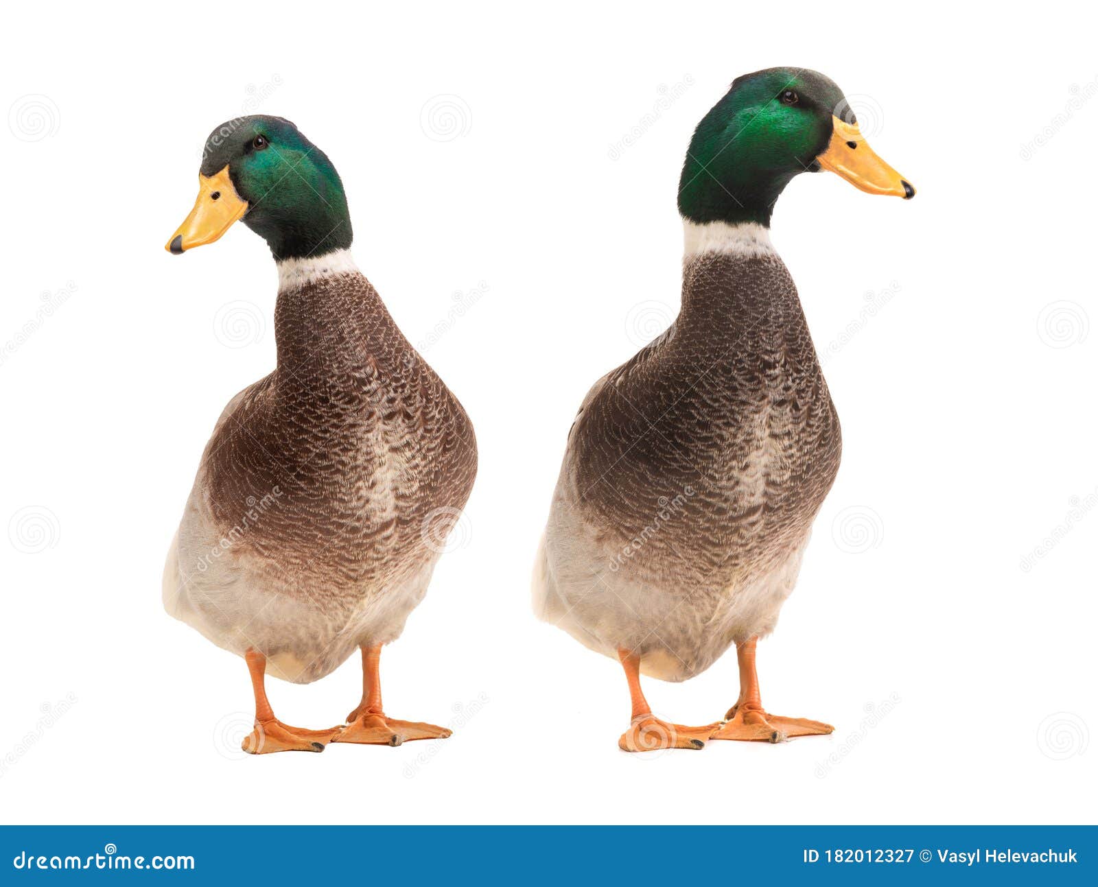 Two Brown Standing Beautiful White Duck Isolated on a White Stock Image ...