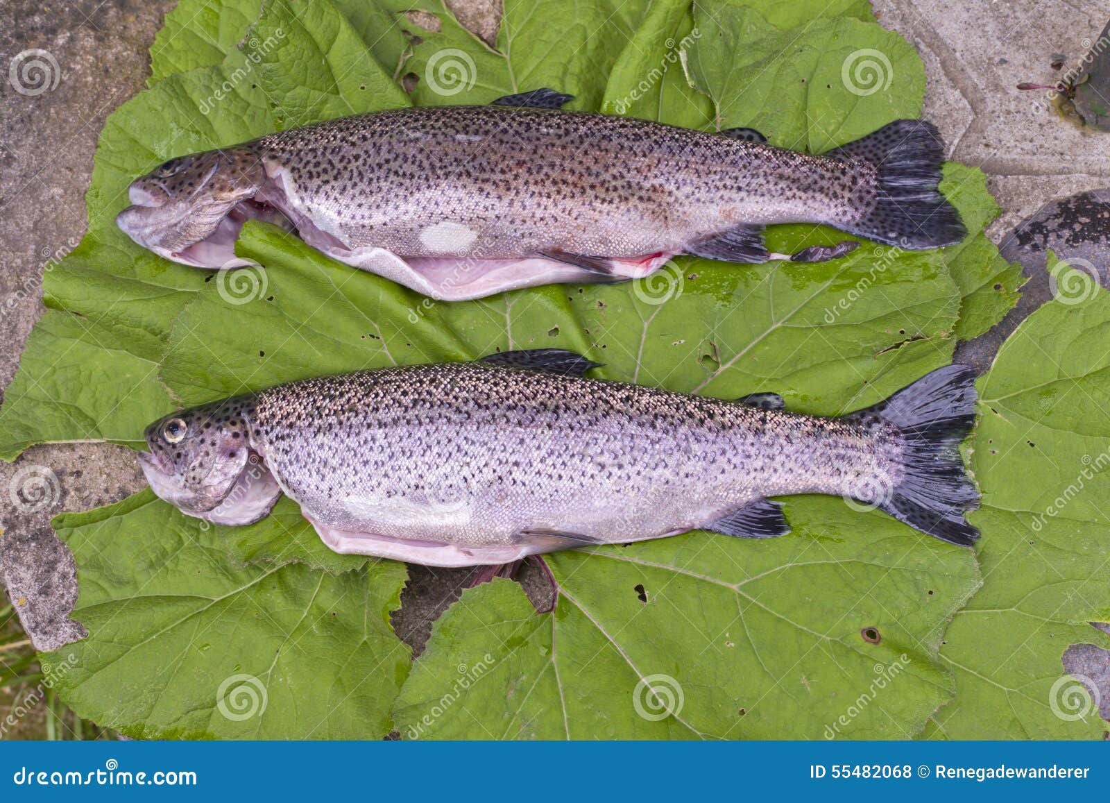 Two brown trouts stock photo. Image of nature, spots - 55482068