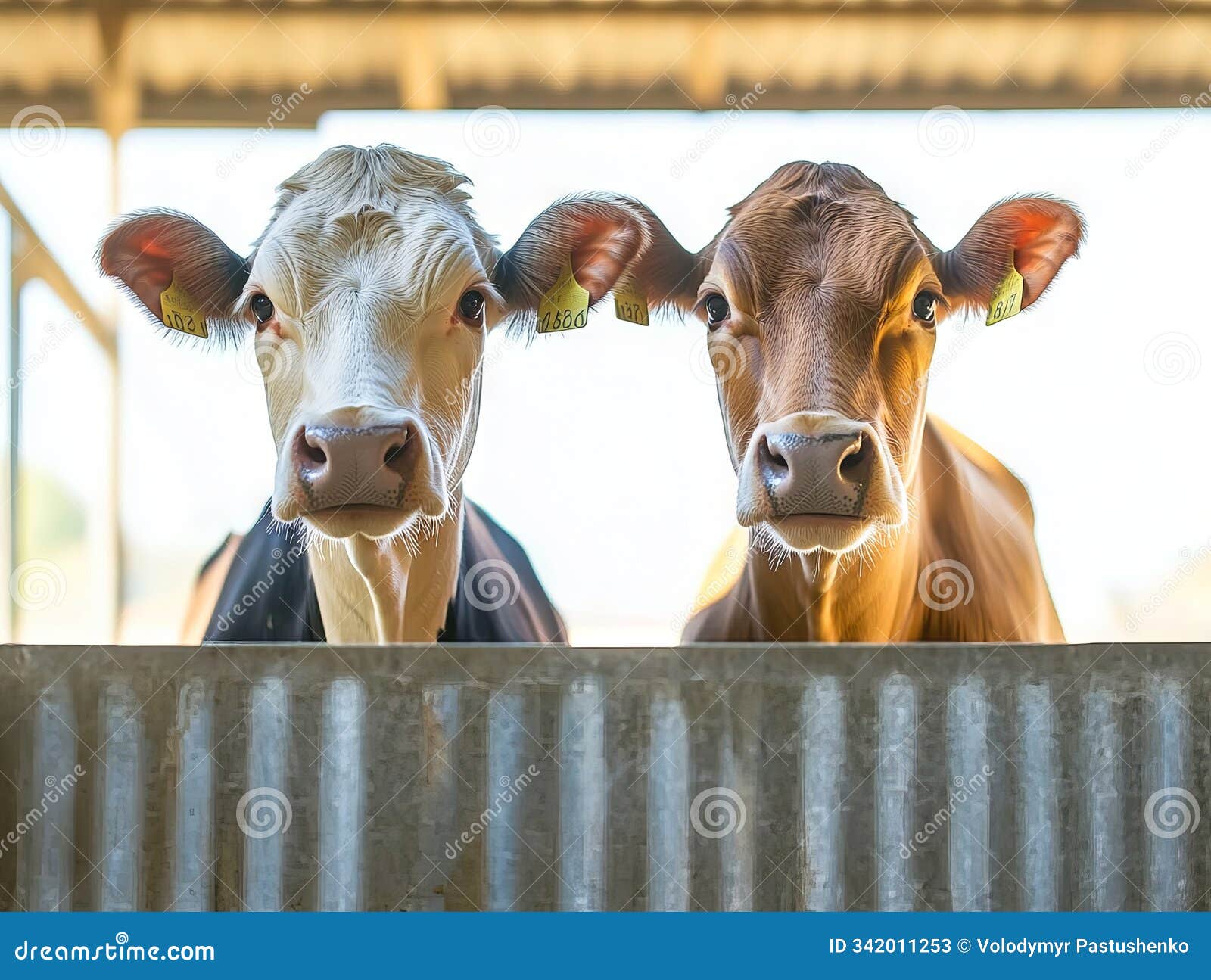 Two Brown and White Cows Looking Over a Metal Fence Stock Image - Image ...