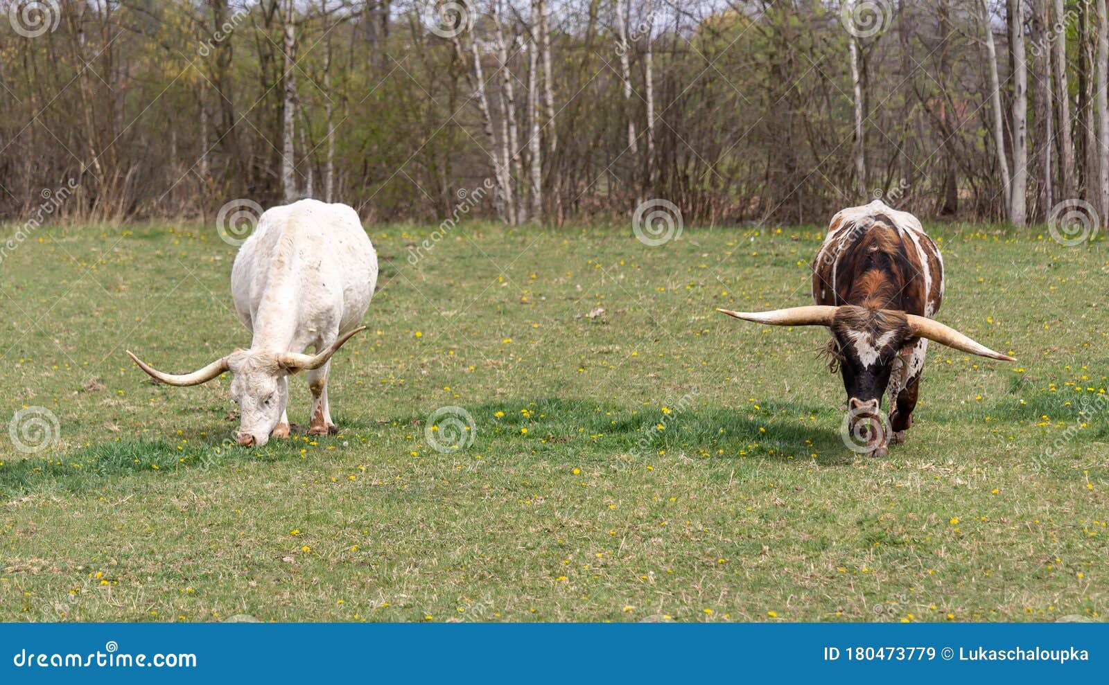 Two Brown and White Texas Longhorn Eating Grass on Meadow Stock Image ...