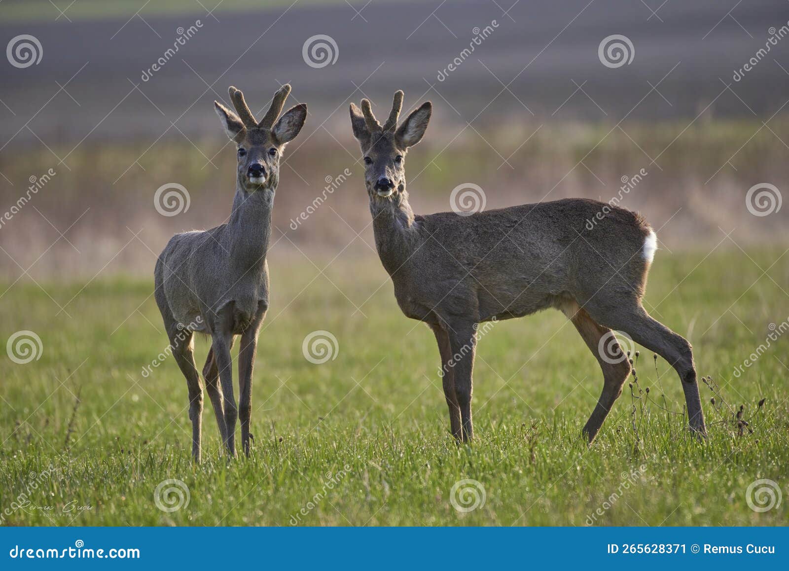 Two buck deer in the wild stock image. Image of clearing - 265628371