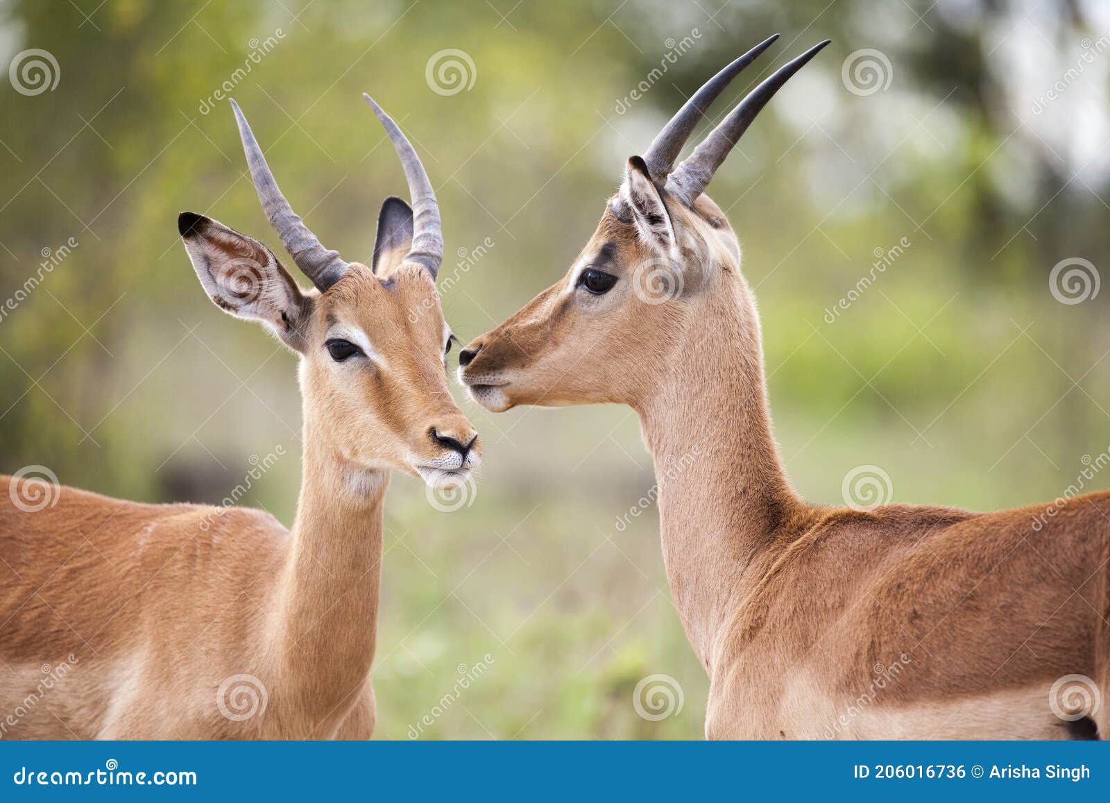 Two buck standing together stock photo. Image of beautiful - 206016736