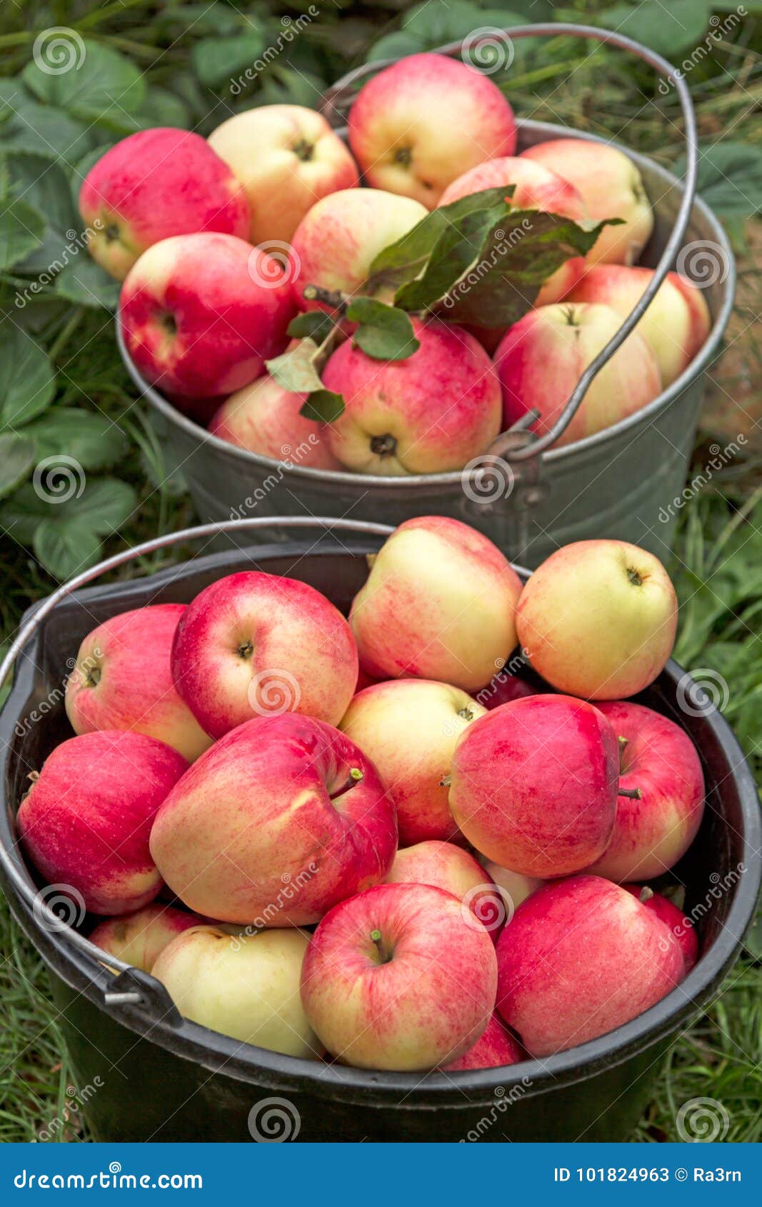 Two Buckets with Ripe Apples Stock Image - Image of apples, fruit ...