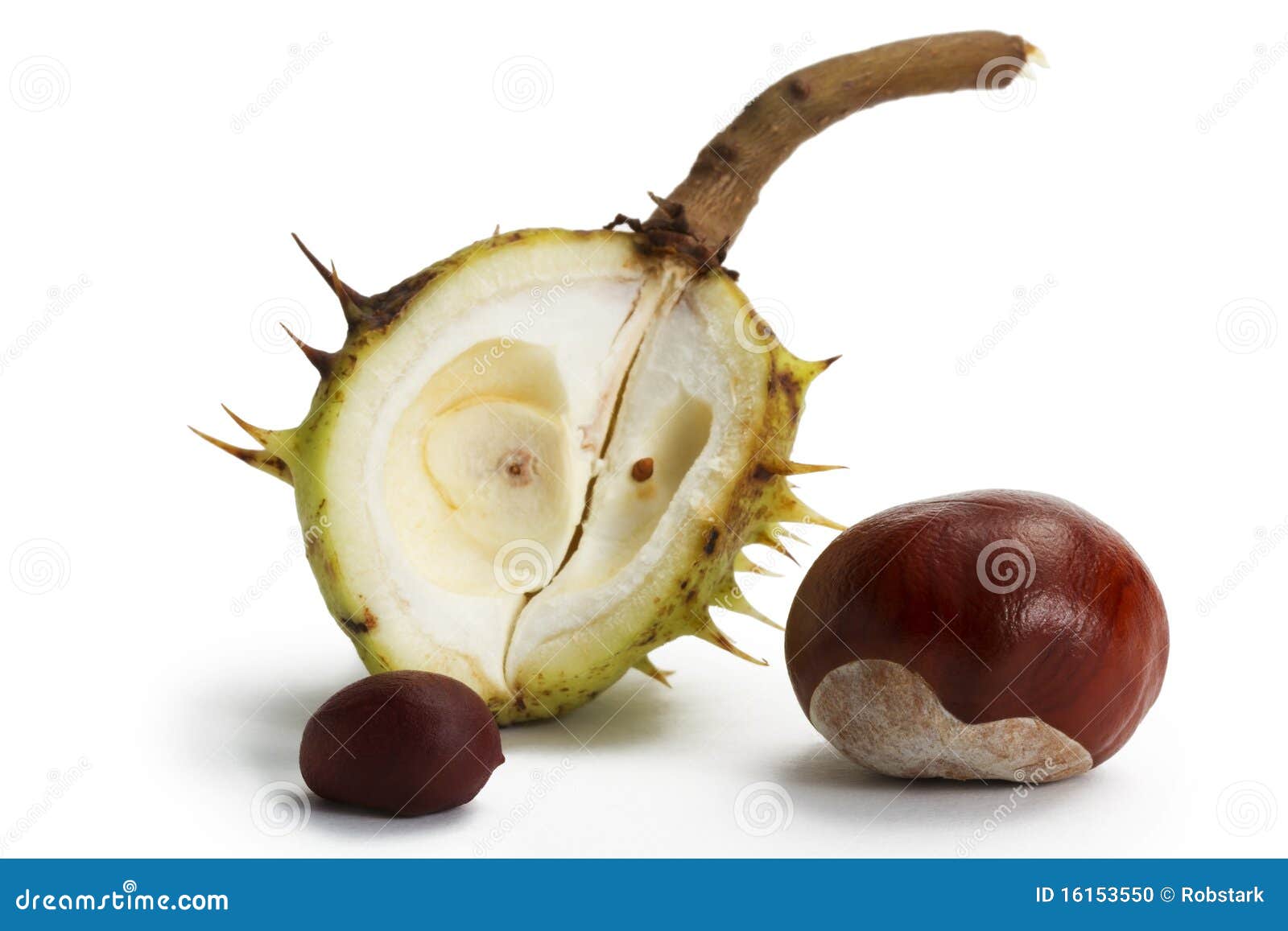 Two Buckeyes in Front of an Opened Buckeye Pod Stock Photo - Image of ...