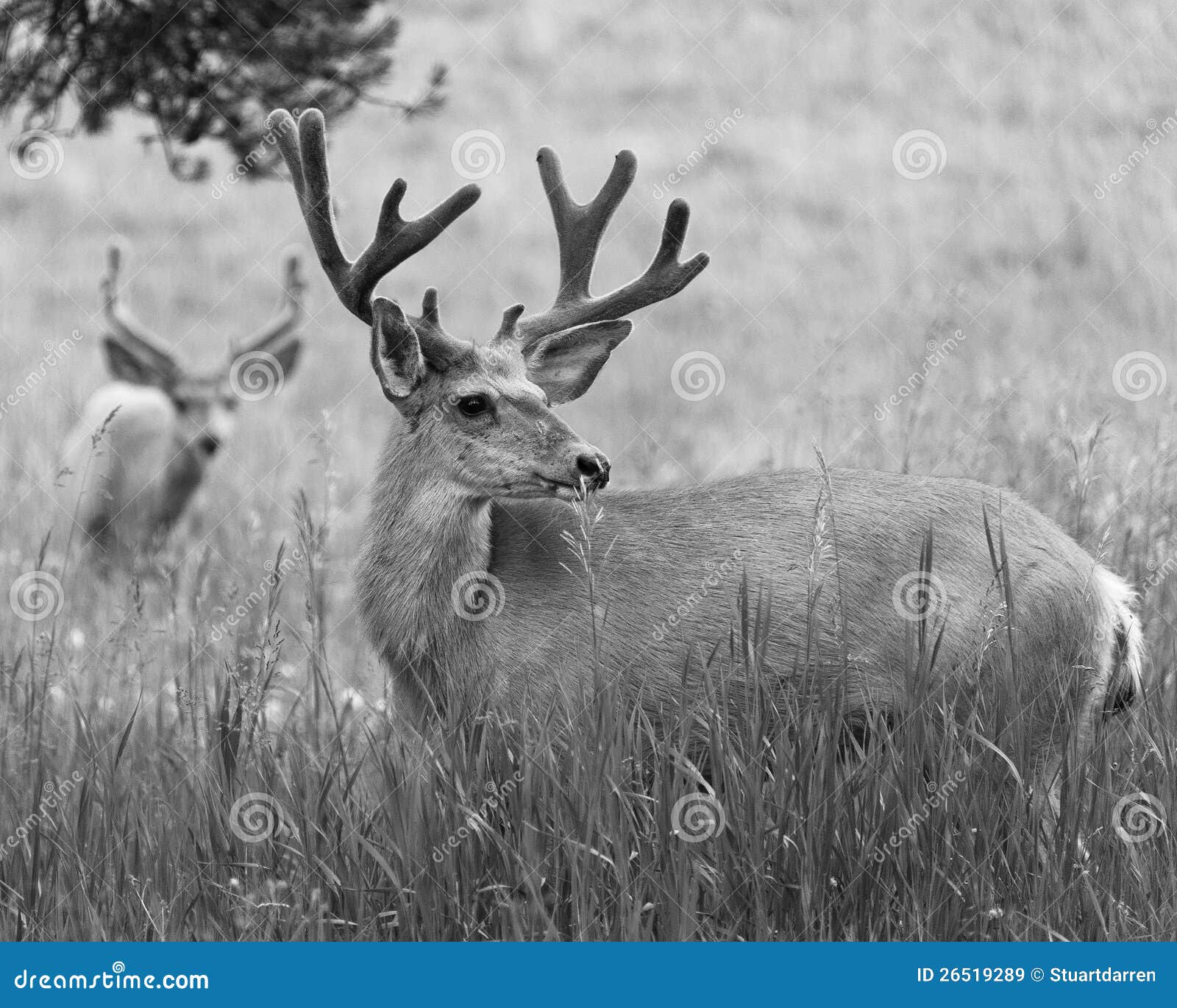 Two Bucks stock image. Image of tall, mature, tree, deer - 26519289