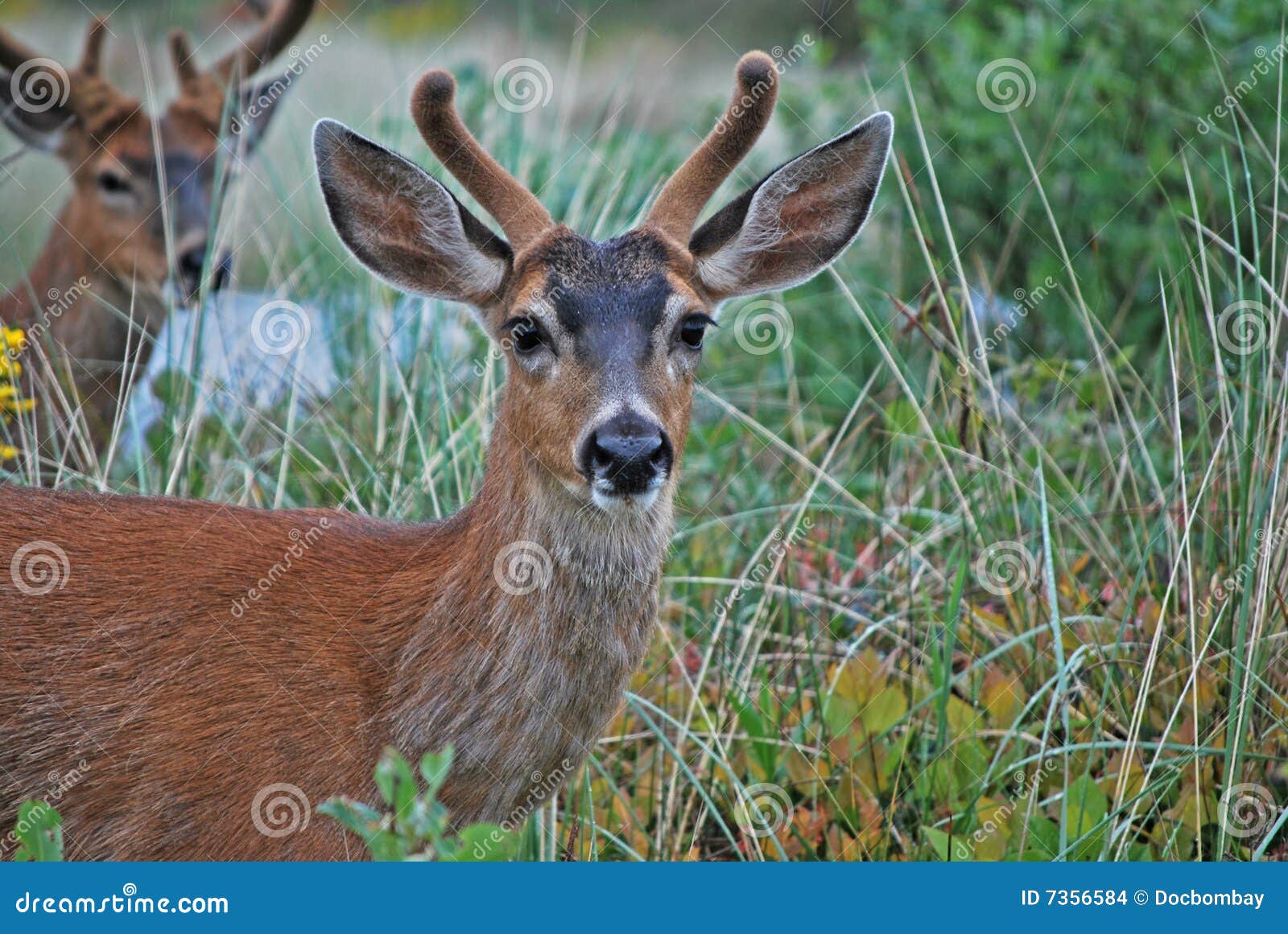Two Bucks stock photo. Image of animal, mammal, wild, grass - 7356584