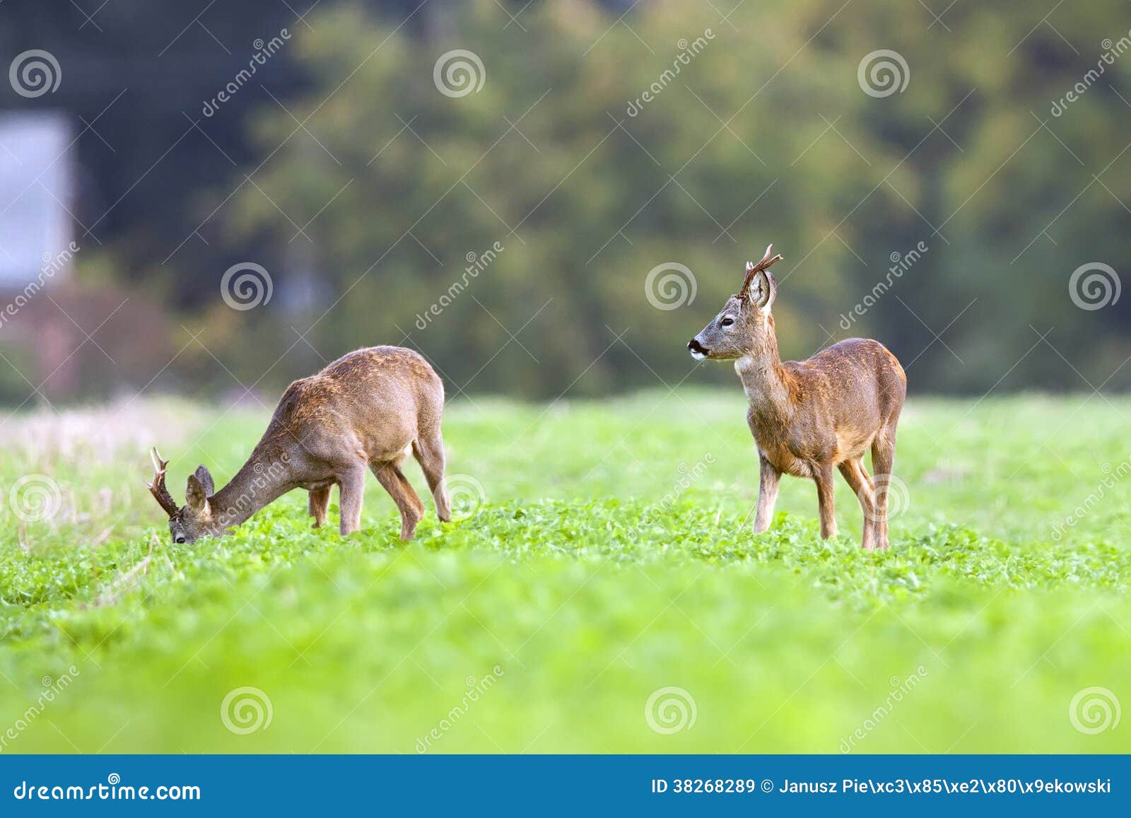 Two bucks deer in the wild stock image. Image of deer - 38268289