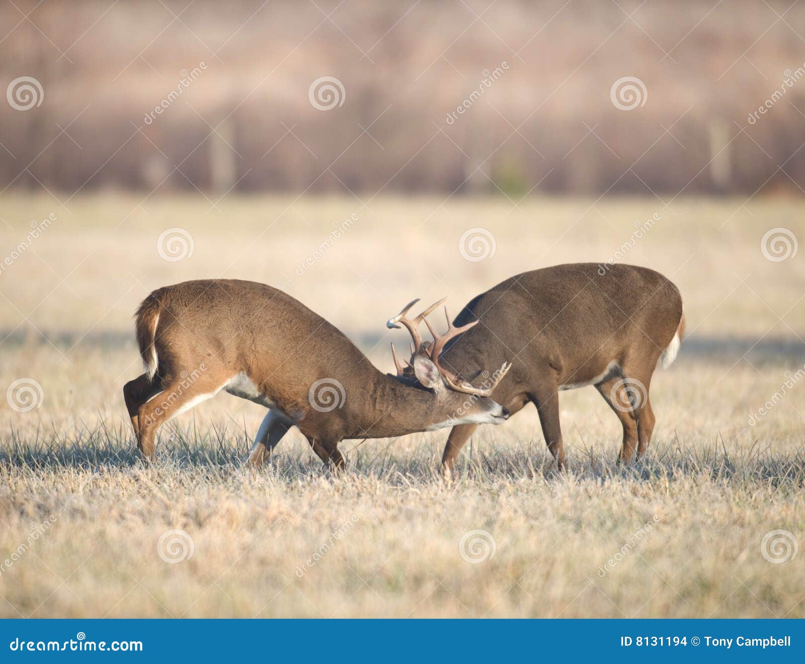 Two bucks fighting stock photo. Image of meadow, male - 8131194