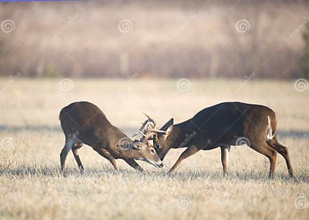 Two bucks fighting stock image. Image of deer, antlers - 8131227