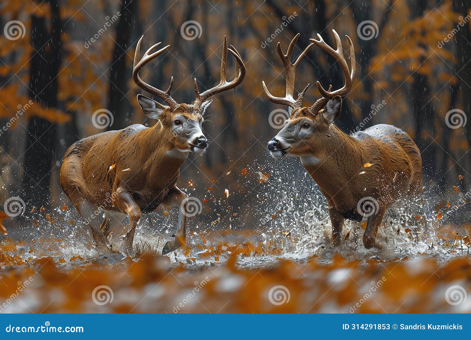 Two Bucks Fighting Each Other. Generative AI. Stock Illustration ...