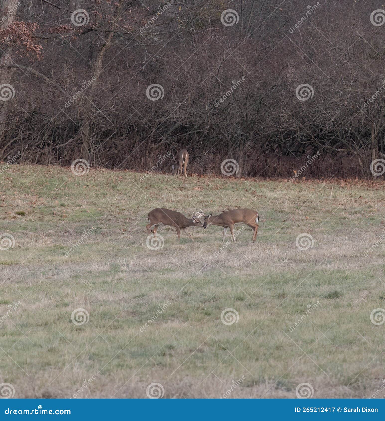 Two Bucks Fighting in a Open Field Stock Image - Image of deer, herd ...