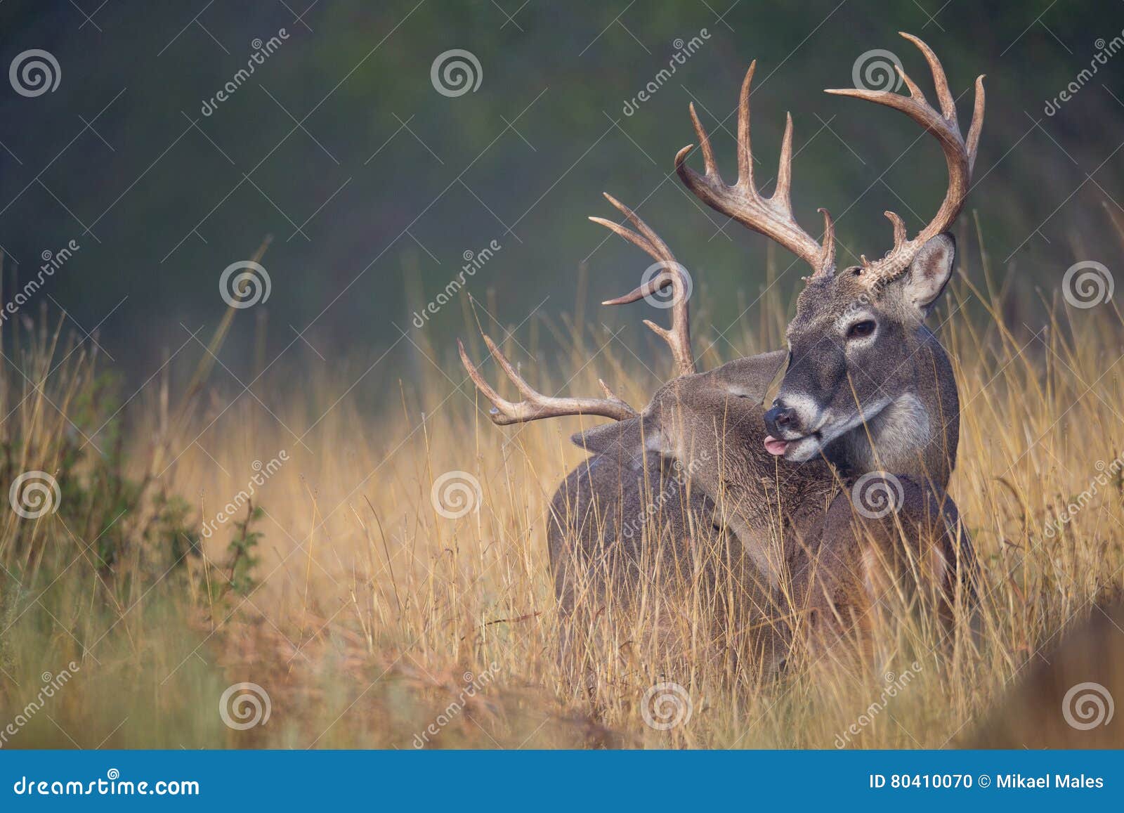 Two Bucks Grooming Each Other Stock Photo - Image of crazy, buck: 80410070