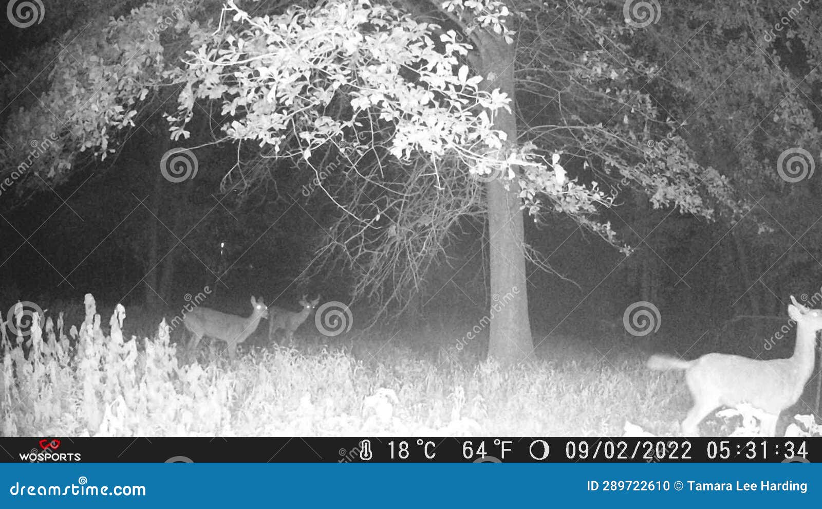 Bucks and Does, White Tailed Deer in a Forest at Night Stock Footage ...