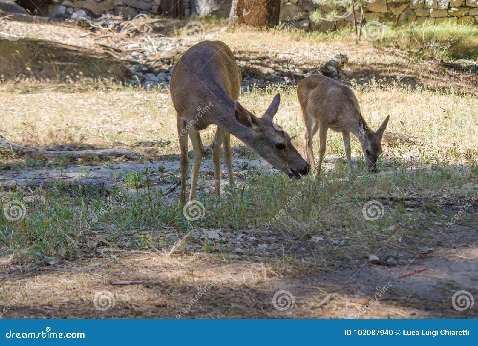 Two Bucks in Yosemite stock photo. Image of yosete, palk - 102087940