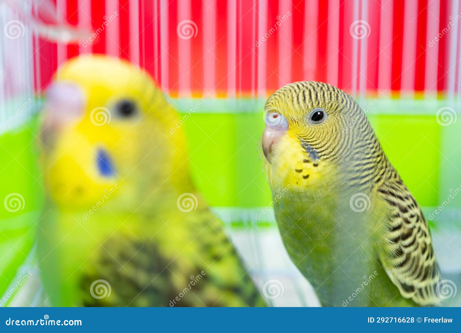 Two budgerigars in cage stock photo. Image of bright - 292716628