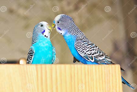 Two budgies stock photo. Image of blue, smile, budgerigar - 25330292