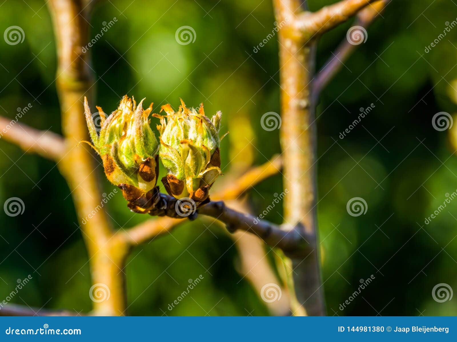 Two Buds on a Branch of a Fruit Tree in Macro Closeup, Nature in Spring ...