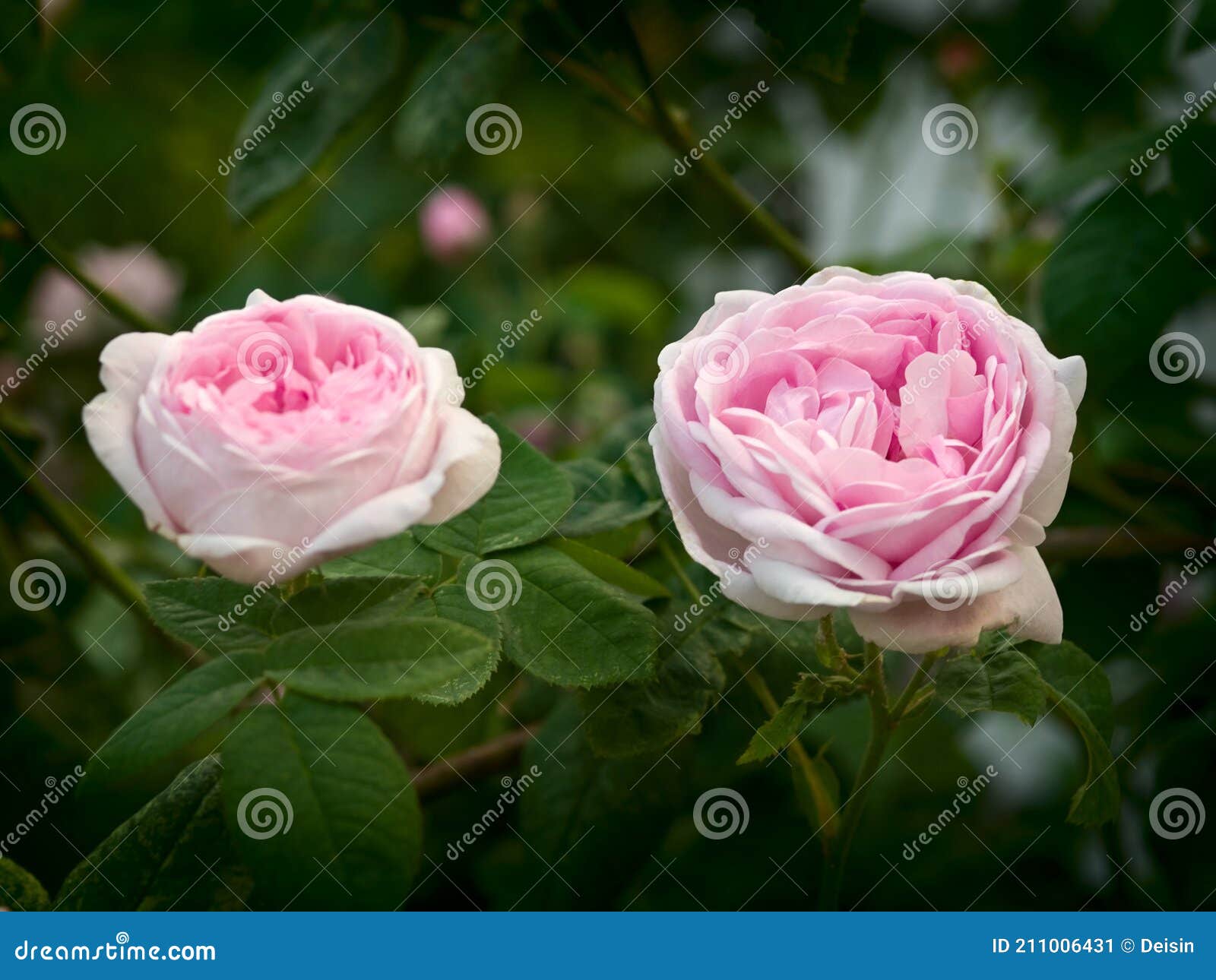 Two buds of a tea rose stock image. Image of rose, branches - 211006431