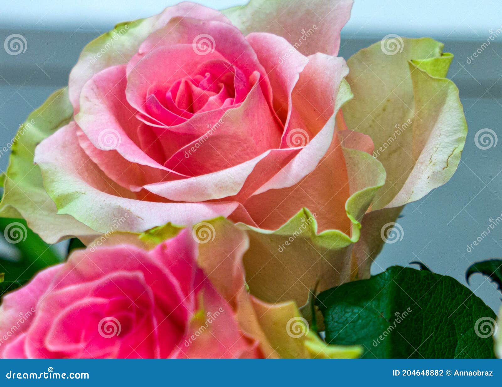 Two Buds of Tender Pink Roses in the Summer Garden Stock Photo - Image ...
