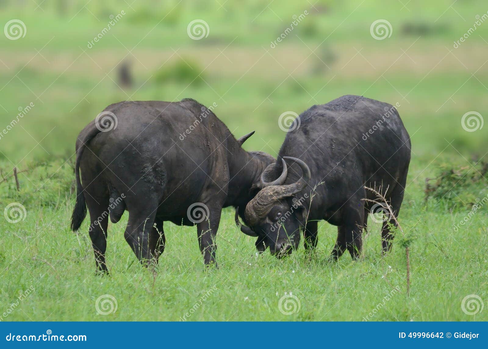 Two Buffalo Bulls Fighting in Kruger Park Stock Photo - Image of bulls ...