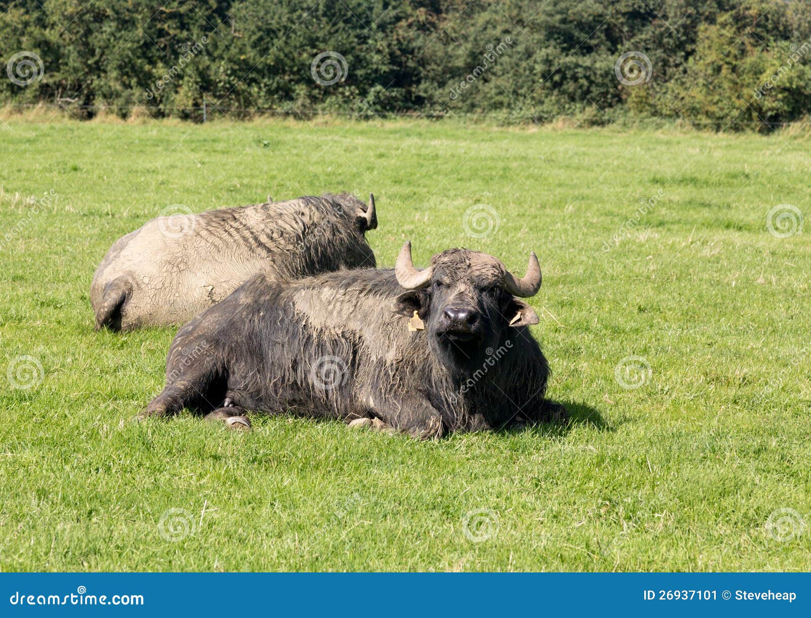 Two Buffalo in English Farm Meadow Stock Image - Image of mammal ...