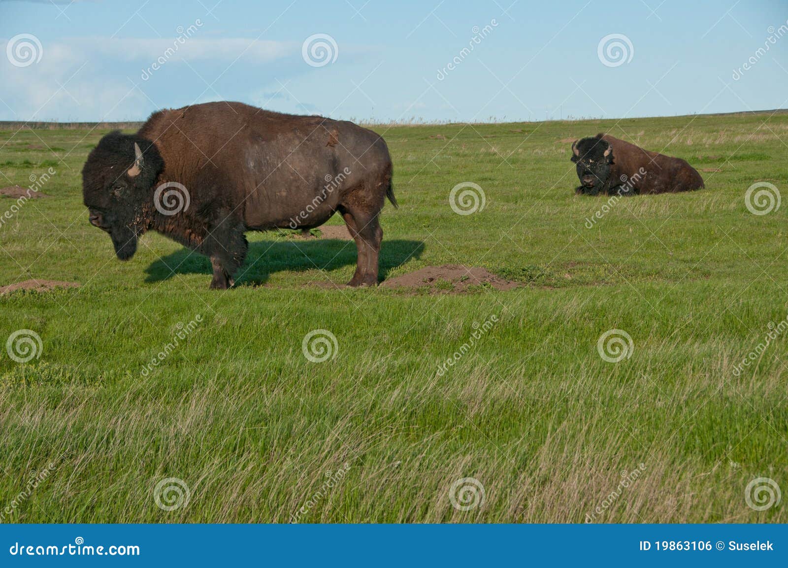Two Buffalo Grazing on Pasture Stock Photo - Image of summer, native ...