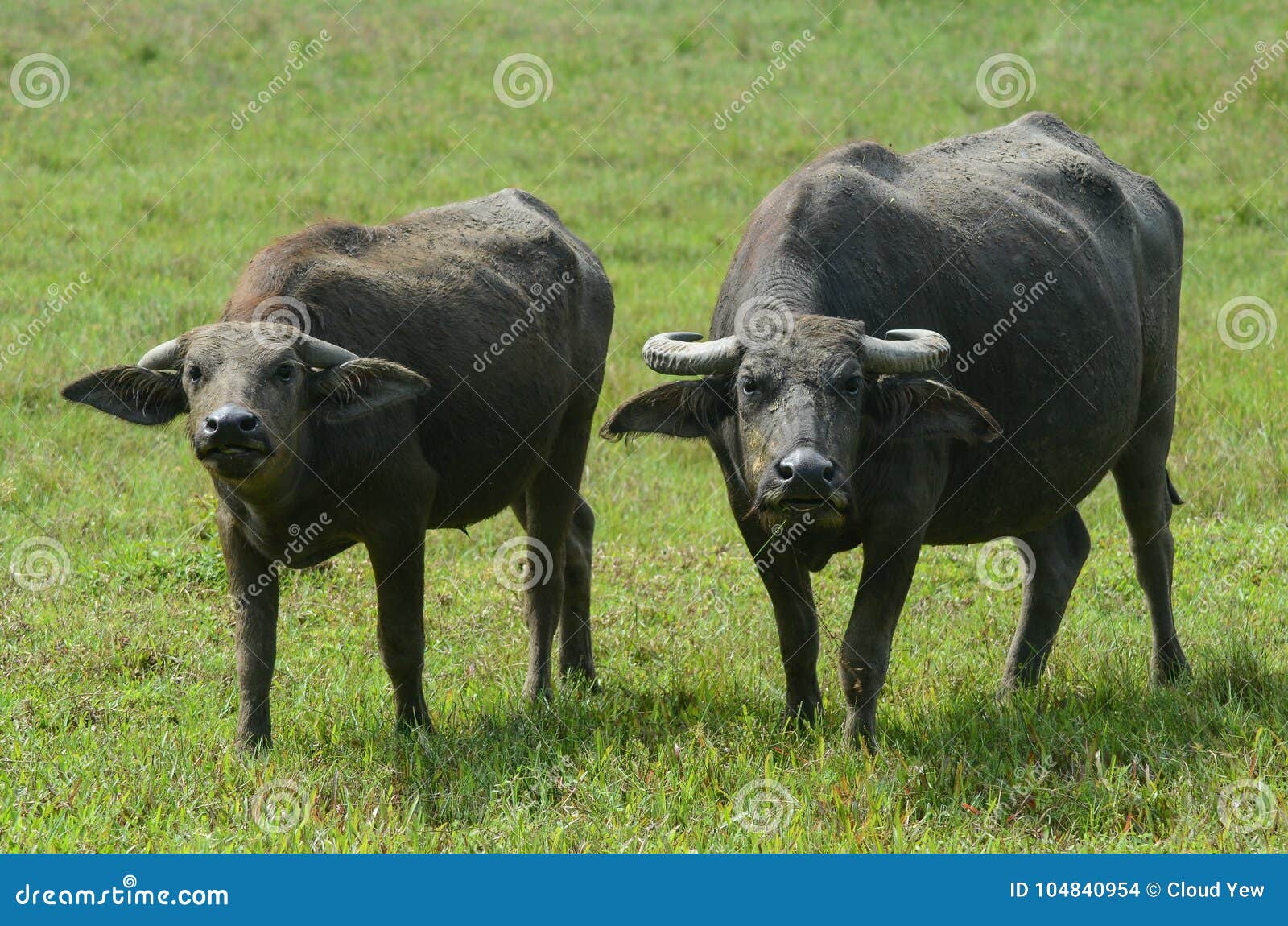 Two Buffalo Look in Front with Alert. Stock Photo - Image of asian ...