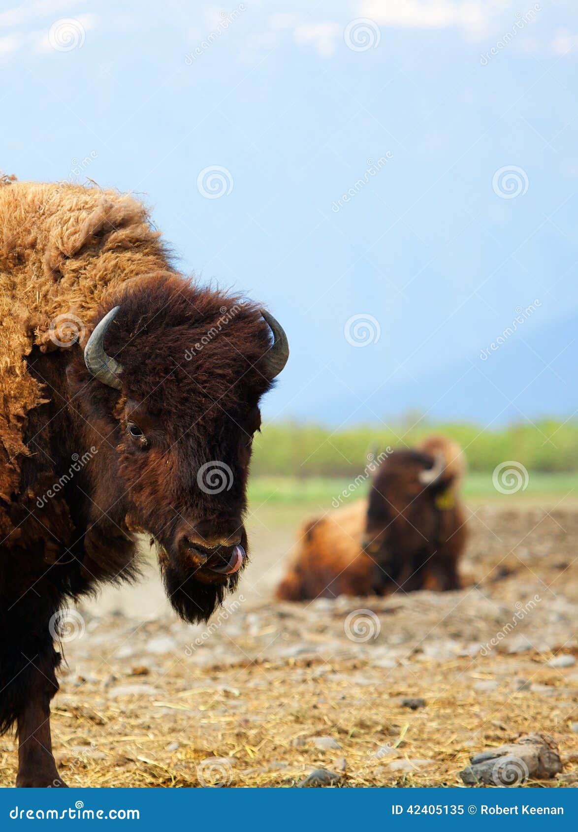 Two Buffalo stock image. Image of cattle, horned, park - 42405135
