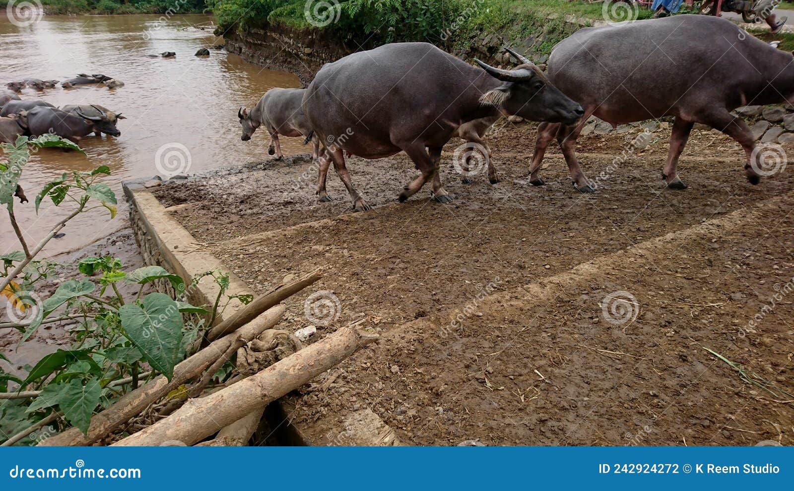 Two Buffalo Walking after Soaking in the River Stock Photo - Image of ...