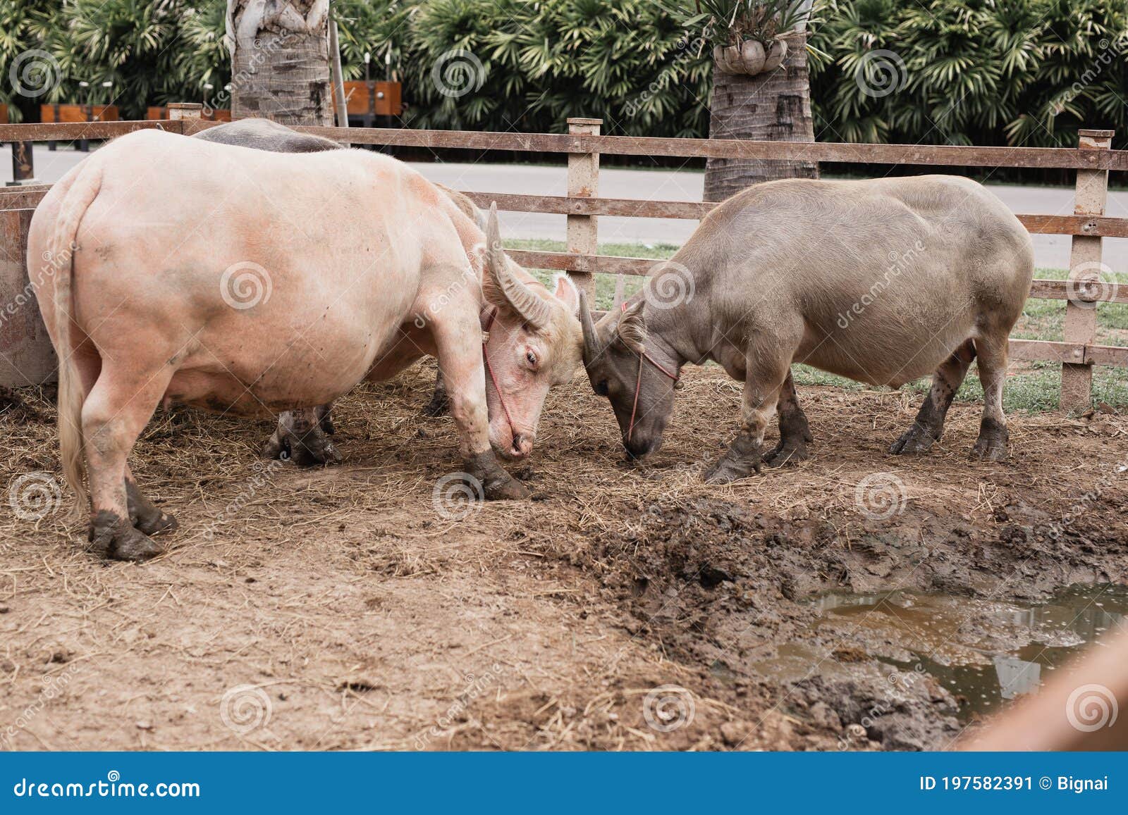 Two Buffalos Play Fighting in a Farm. Stock Image - Image of buffalo ...