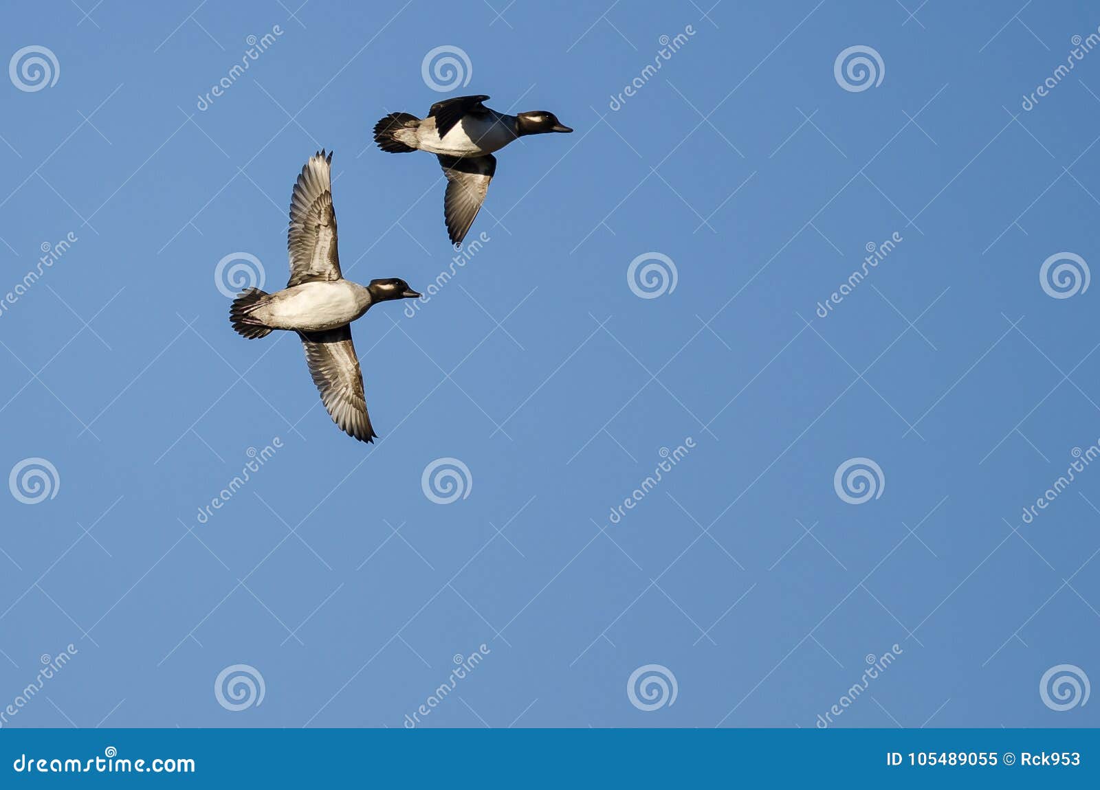 Two Bufflehead Ducks Flying in a Blue Sky Stock Image - Image of ...