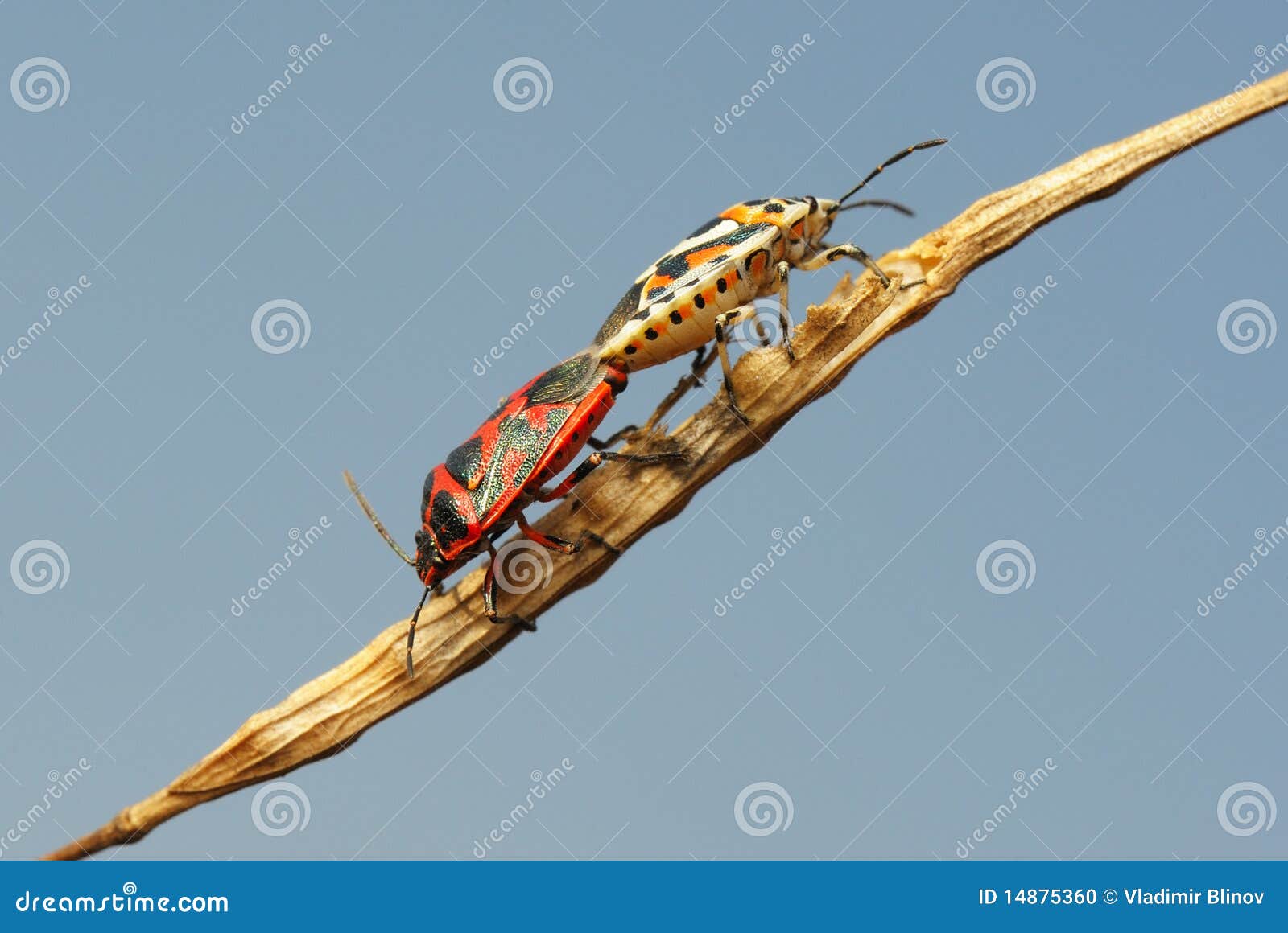 Two bug stock photo. Image of grass, black, white, mating - 14875360