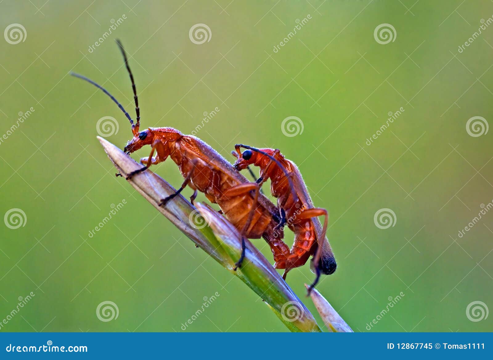 Two bugs stock image. Image of bugs, garden, detail, arthropod - 12867745