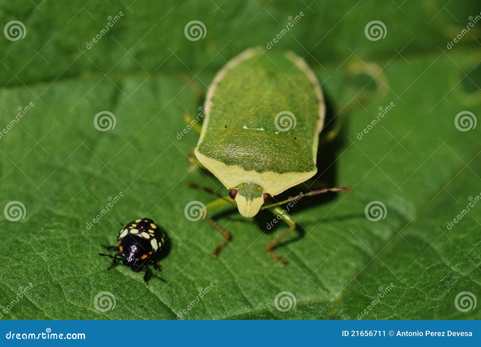 Two bugs stock image. Image of beetle, diversity, loleoptera - 21656711