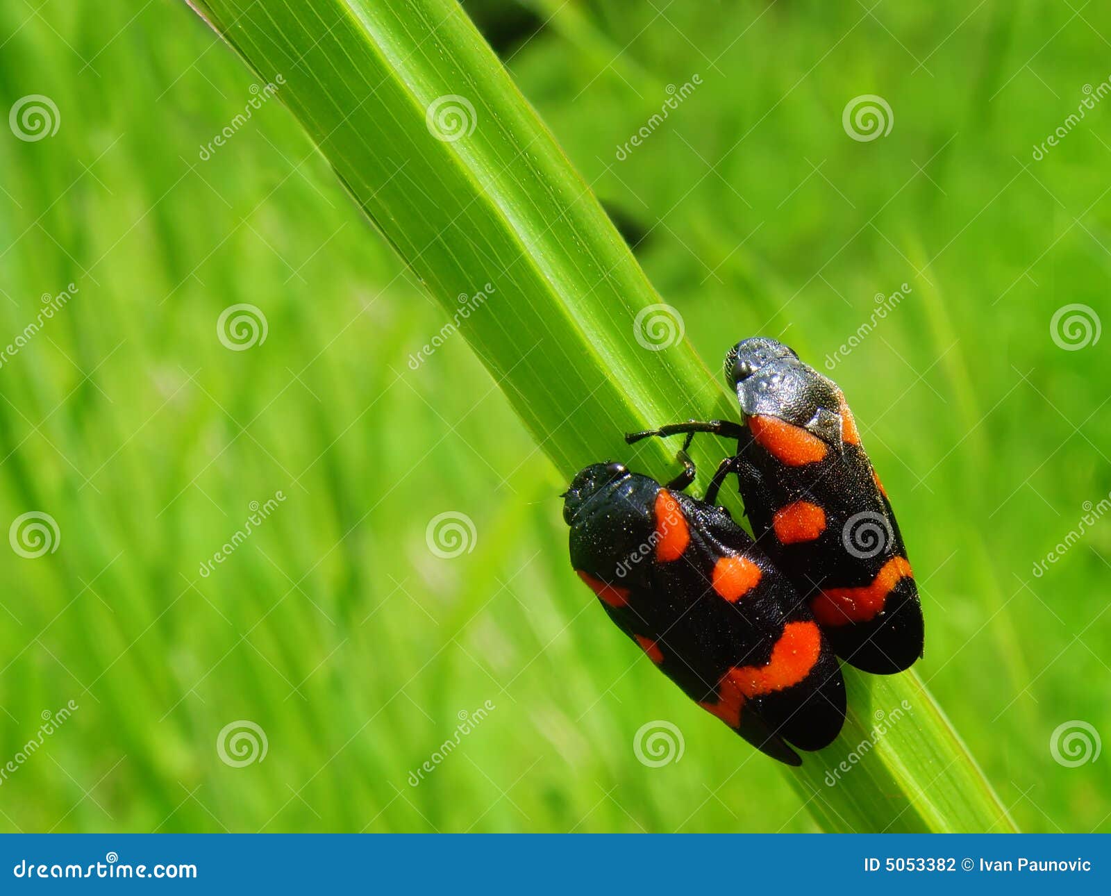 Two bugs stock photo. Image of friend, love, macro, contrast - 5053382