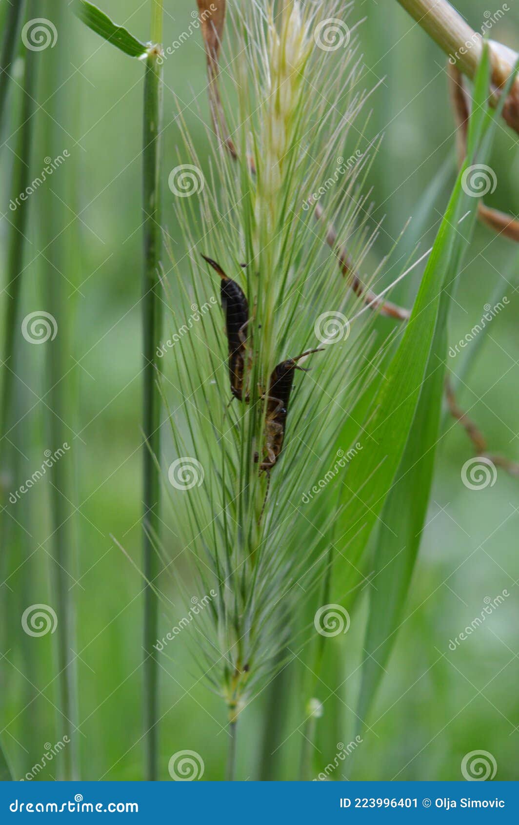 Bugs on a blade of grass stock image. Image of blade - 223996401