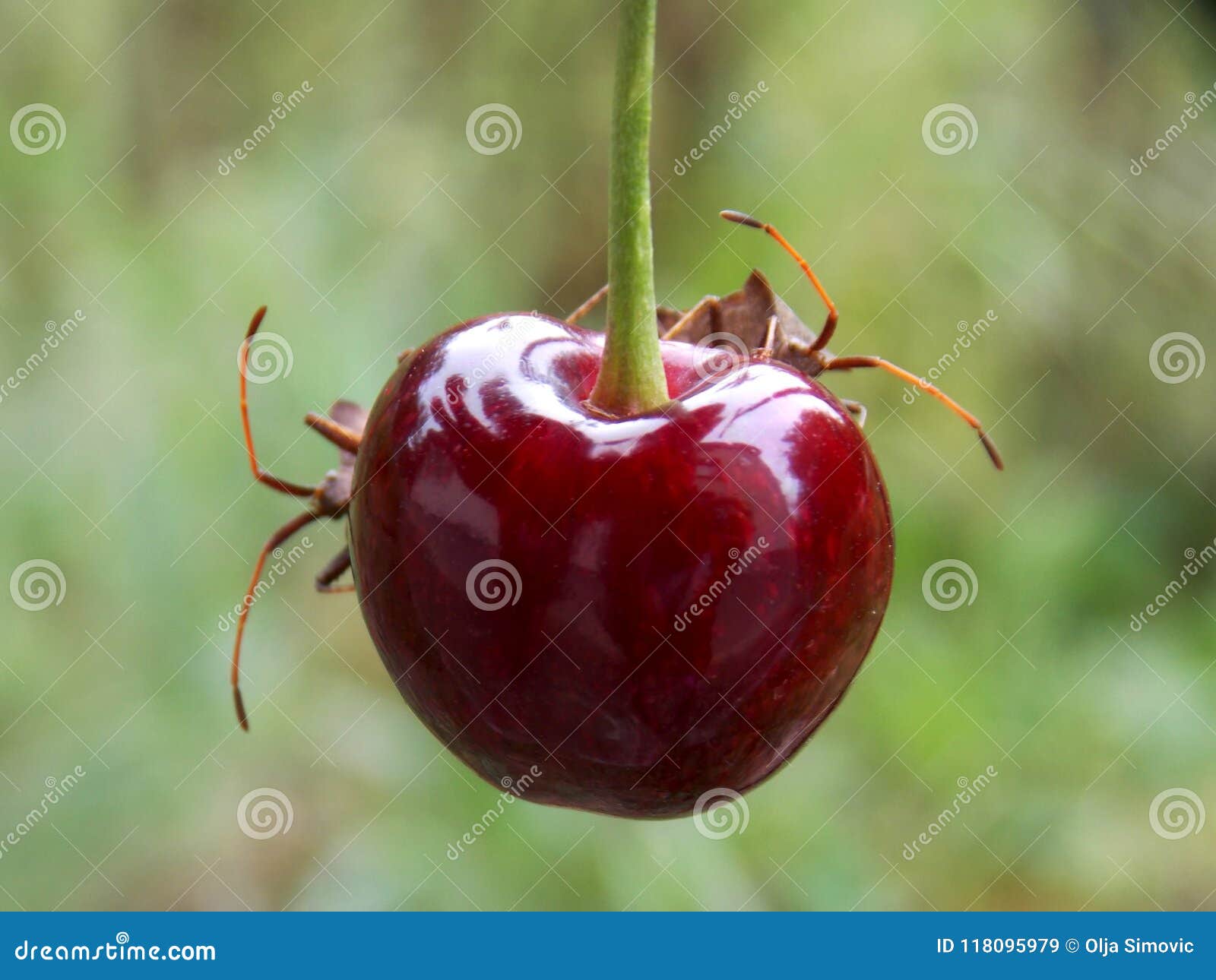 Two bugs on the cherry stock image. Image of nature - 118095979