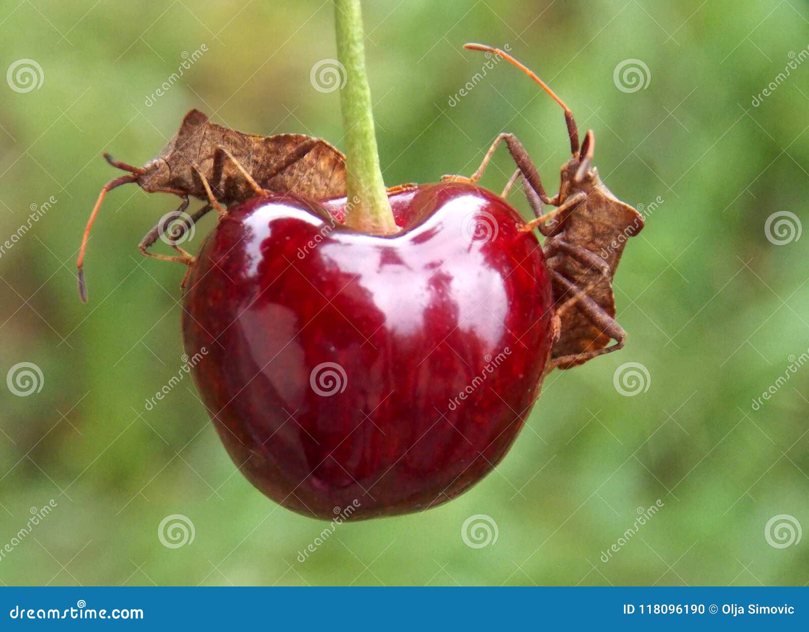 Two bugs on the cherry stock photo. Image of color, bugs - 118096190