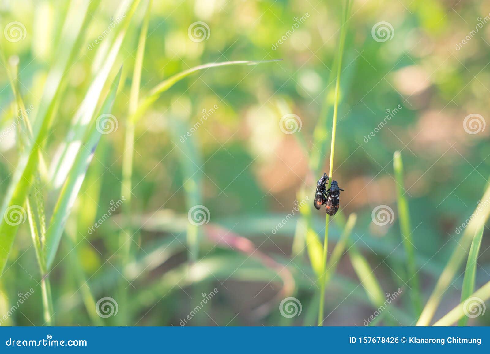 Two Bugs Climbing on Little Grass in the Green Field I Stock Photo ...