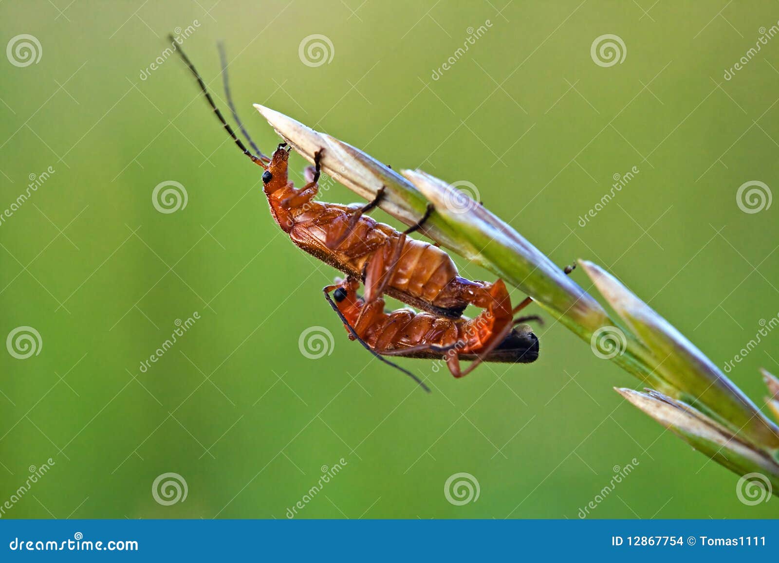 Two bugs copulatation stock photo. Image of biology, beautiful - 12867754