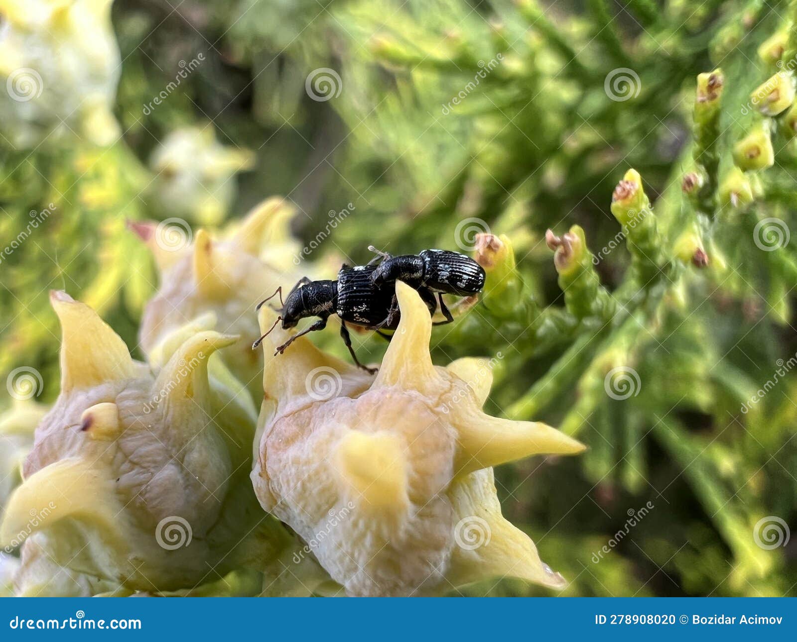 Two Bugs on a Flower. a Beetle on the Back of Another Beetle on a Green ...