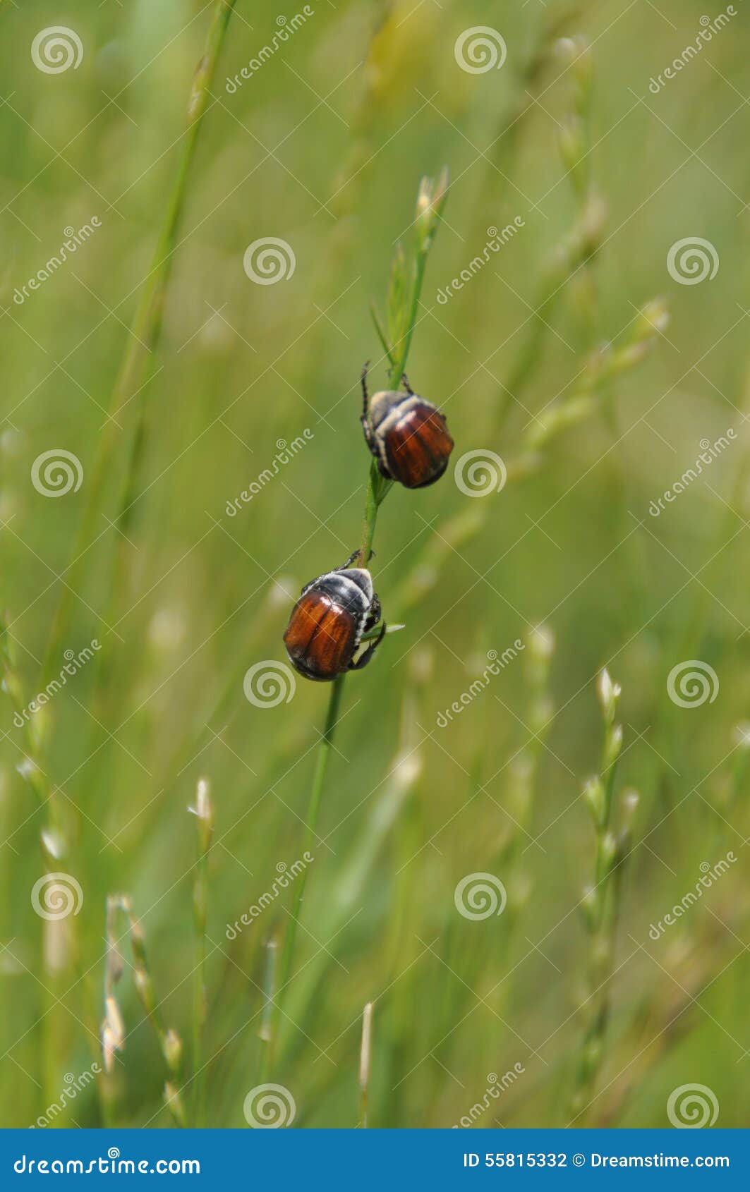 Two bugs on a grass stock photo. Image of brown, view - 55815332